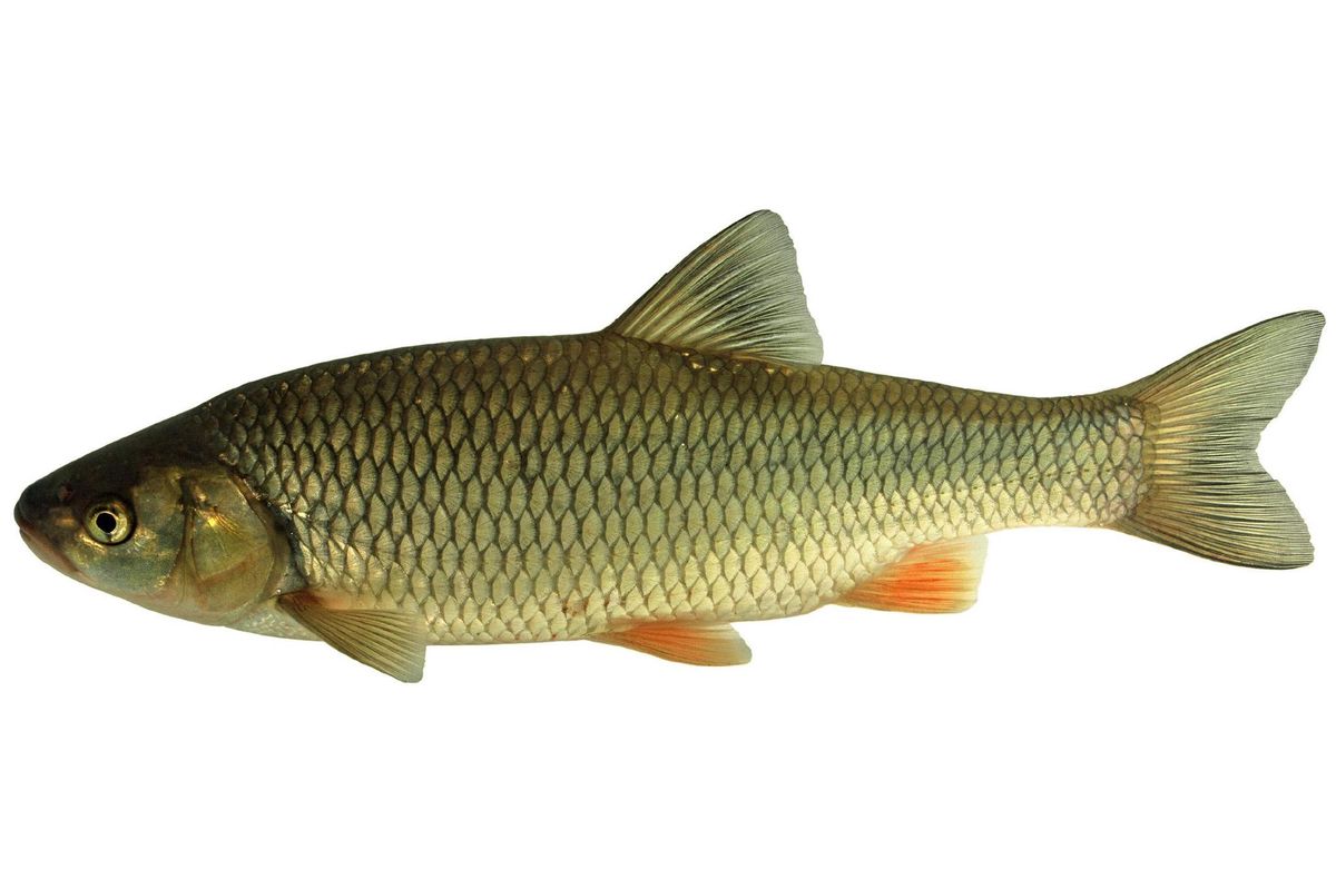 Suisse: Le chevaine élu poisson de l’année 2021 - Le Matin