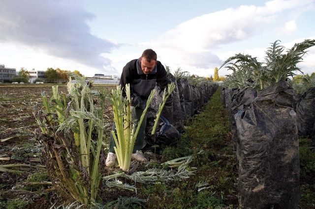 Chronique: Une genevoiserie, le cardon? Plutôt une authentique AOP - Le ...