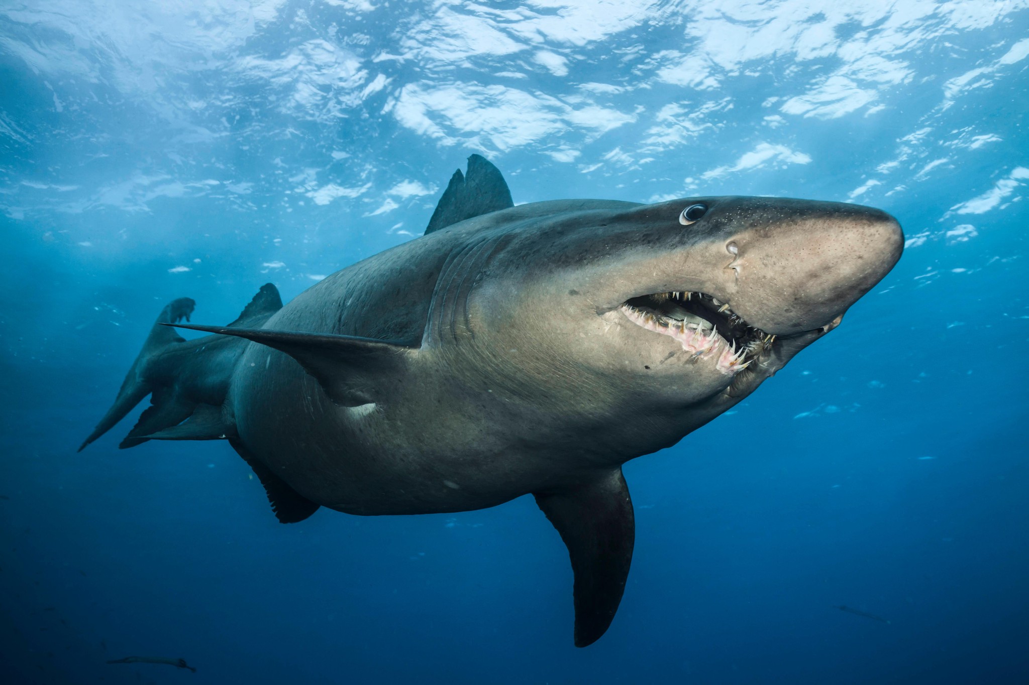Irlande: un touriste suisse trouve un requin rare mort sur une plage ...