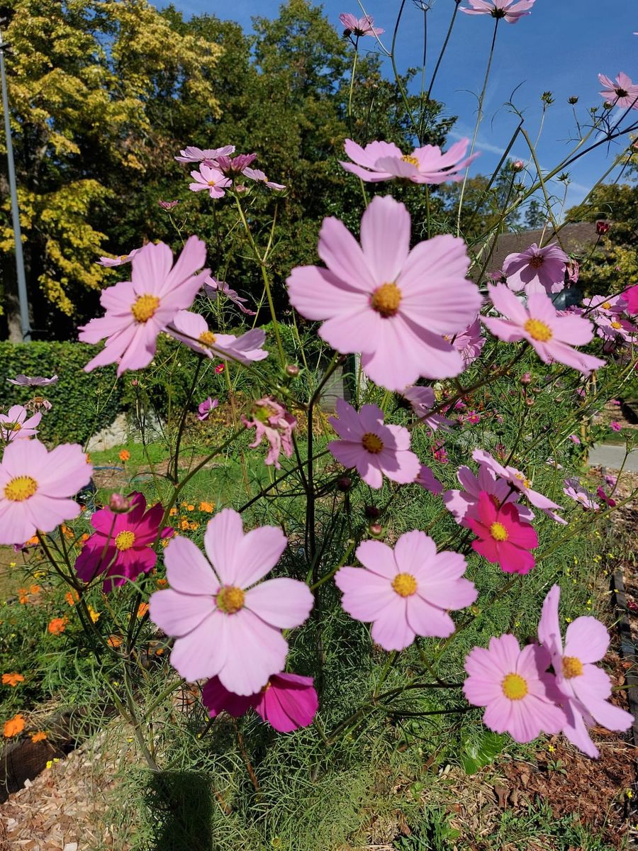 Urbanisme: Au parc Bertrand, un jardin potager de rêve | Tribune de Genève