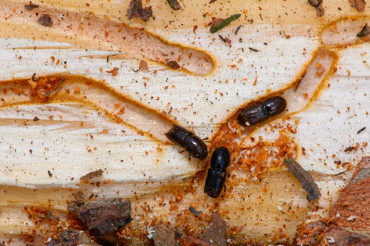 Schädling auf dem Vormarsch: Borkenkäfer befallen 2023 zehn Prozent ...