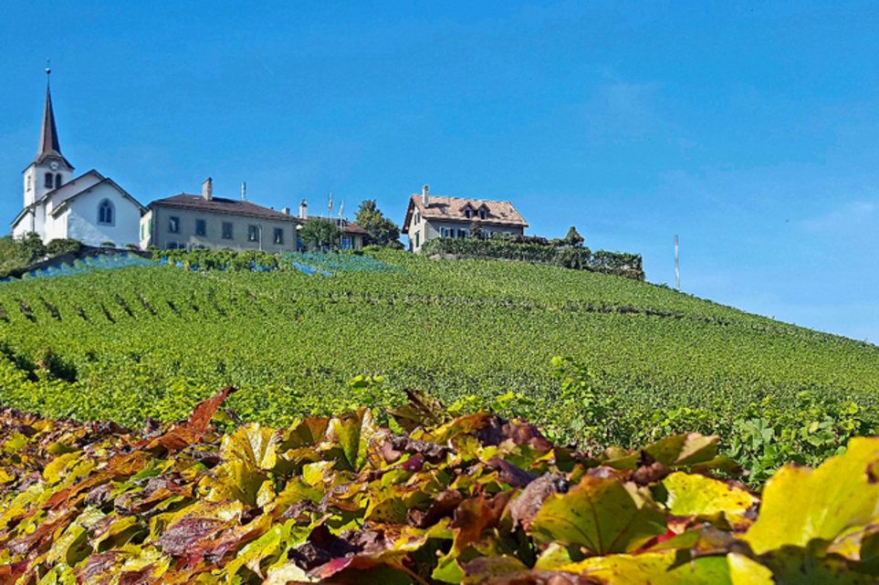 «A Féchy on se fait réveiller par le raisin qui pousse» | 24 heures