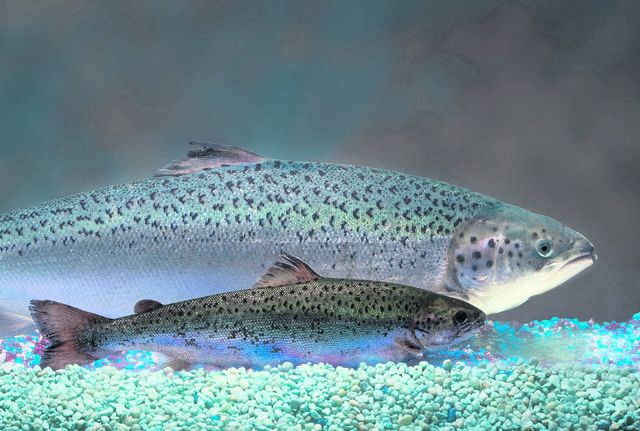 Zugelassen, aber nicht willkommen | Tages-Anzeiger