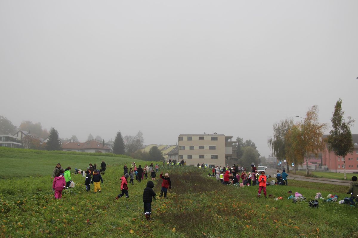 Räbeliechtliumzug in Wallisellen: Die eigene Räbe frisch vom Feld ...