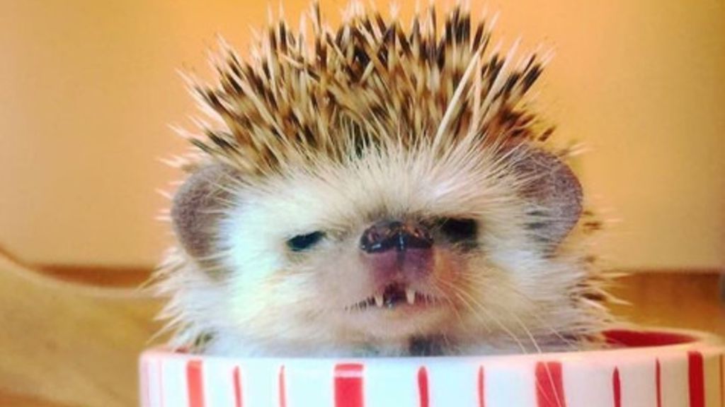 Mignon: Huff, le hérisson vampire qui fait le buzz - Le Matin