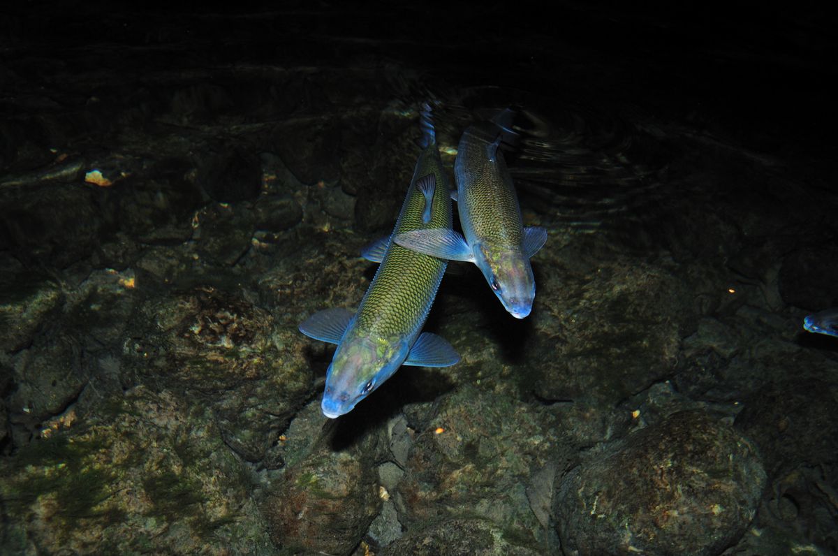 Schweizer Fisch: Felchen sind hierzulande eine einmalige Rarität ...