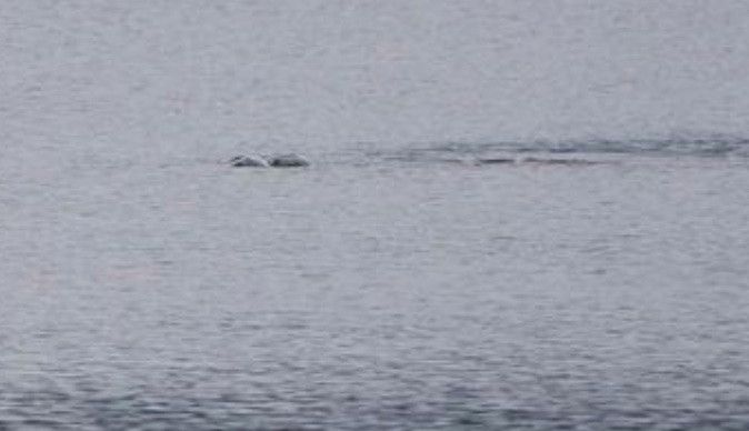 Mythos Loch Ness: Das «aufregendste Foto» von Nessie | Der Bund