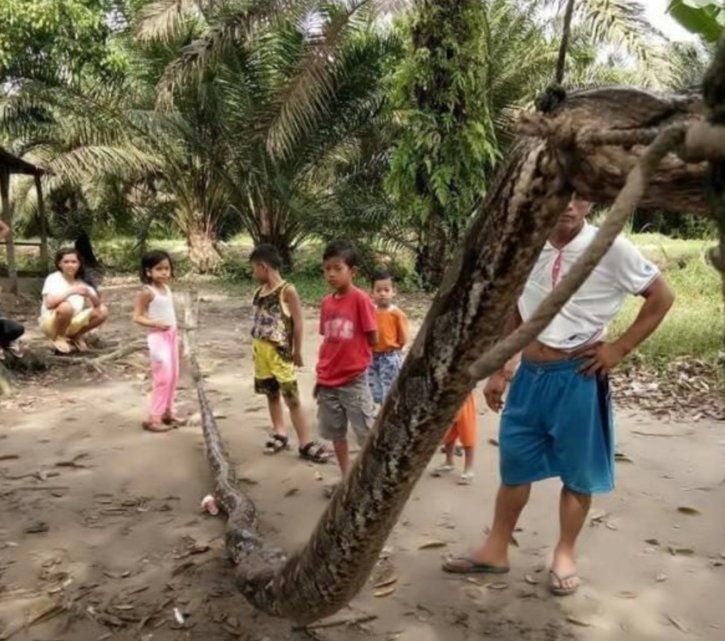 Indonesier besiegt Riesenschlange | Tages-Anzeiger