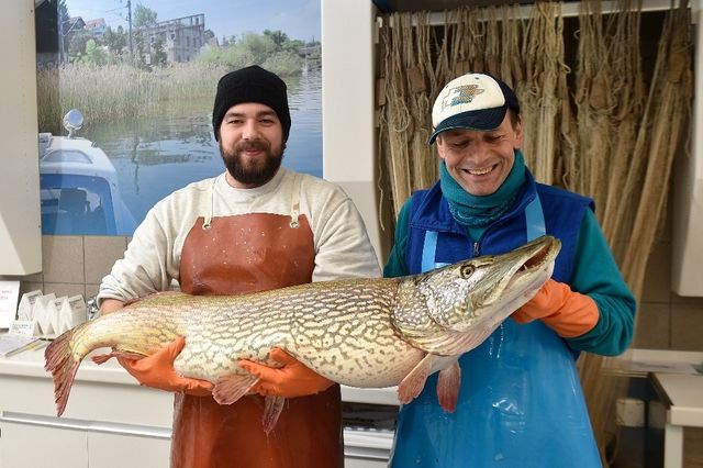 20 Kilo und 130 Zentimeter: Fischer zieht Riesen-Hecht aus dem ...