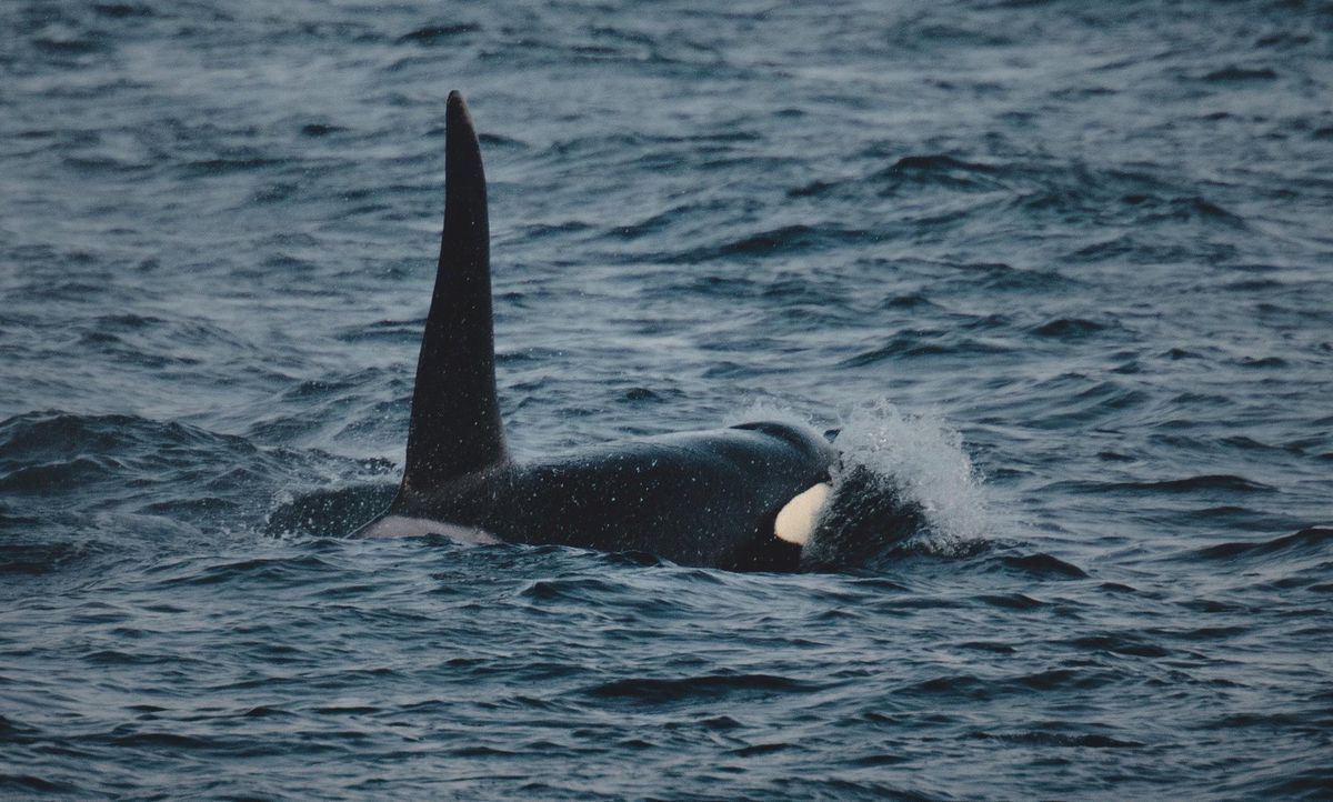 En France: Une orque en très grande difficulté dans la Seine - L'essentiel