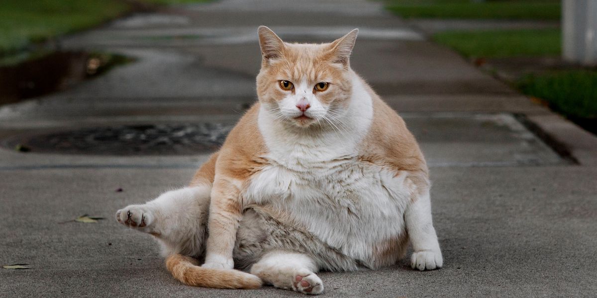 Diätmittel für Katzen und Hunde: Haustiere kriegen ihr Fett weg