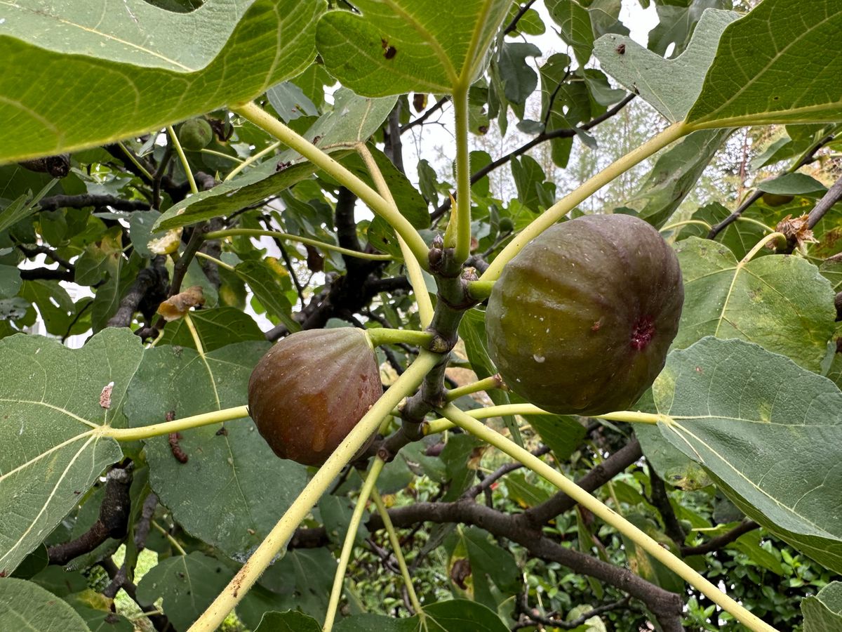 La main verte: Le figuier, si symbolique, si généreux | 24 heures