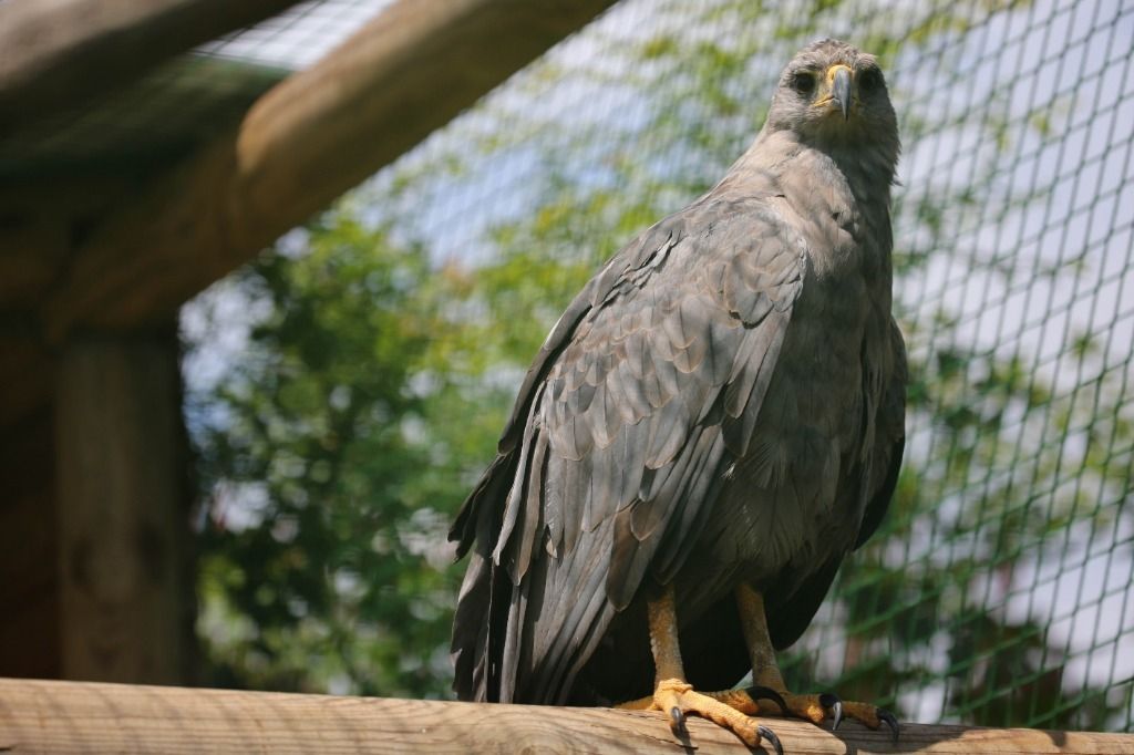 Un rapace rarissime se pose sur les bords du lac | Tribune de Genève