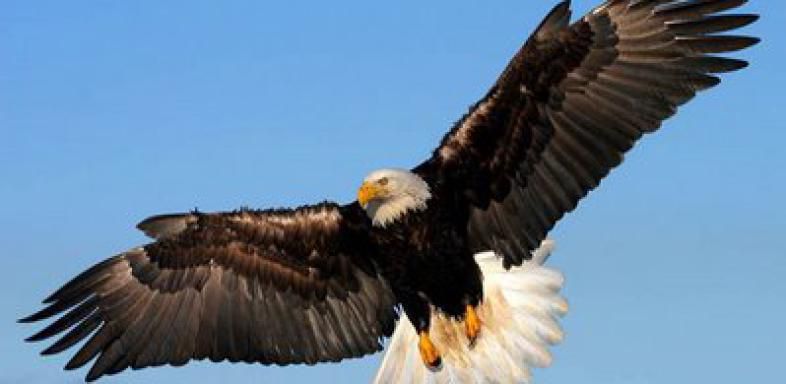 Espèce rare – Un rapace s'est échappé du zoo d'Amnéville - L'essentiel