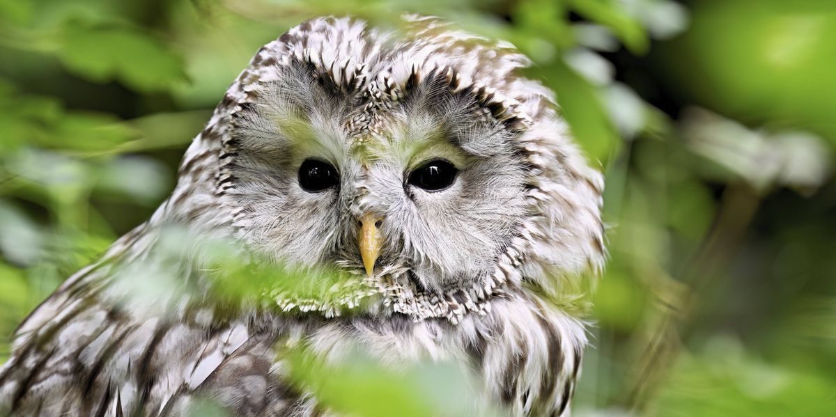 Bienne: des vandales lacèrent les volières de chouettes du zoo