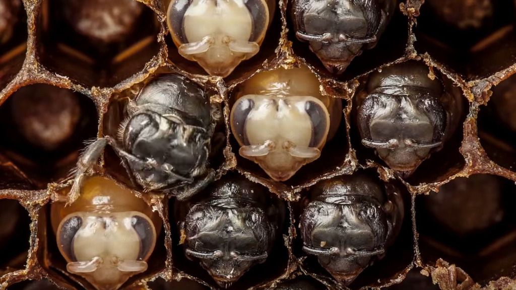 Vom Ei zur Biene in 60 Sekunden | Berner Zeitung