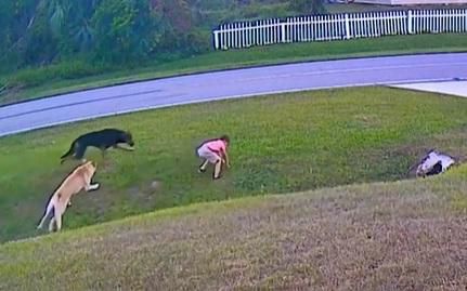 Aux États-Unis: Le berger allemand protège un enfant du chien d’un ...