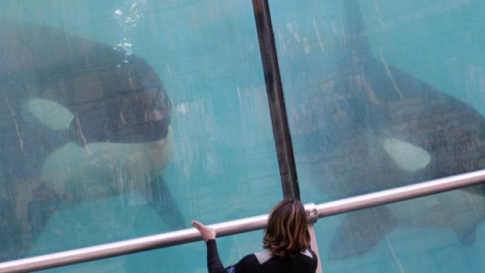 Après les intempéries – La mort de l'orque de Marineland fait polémique ...