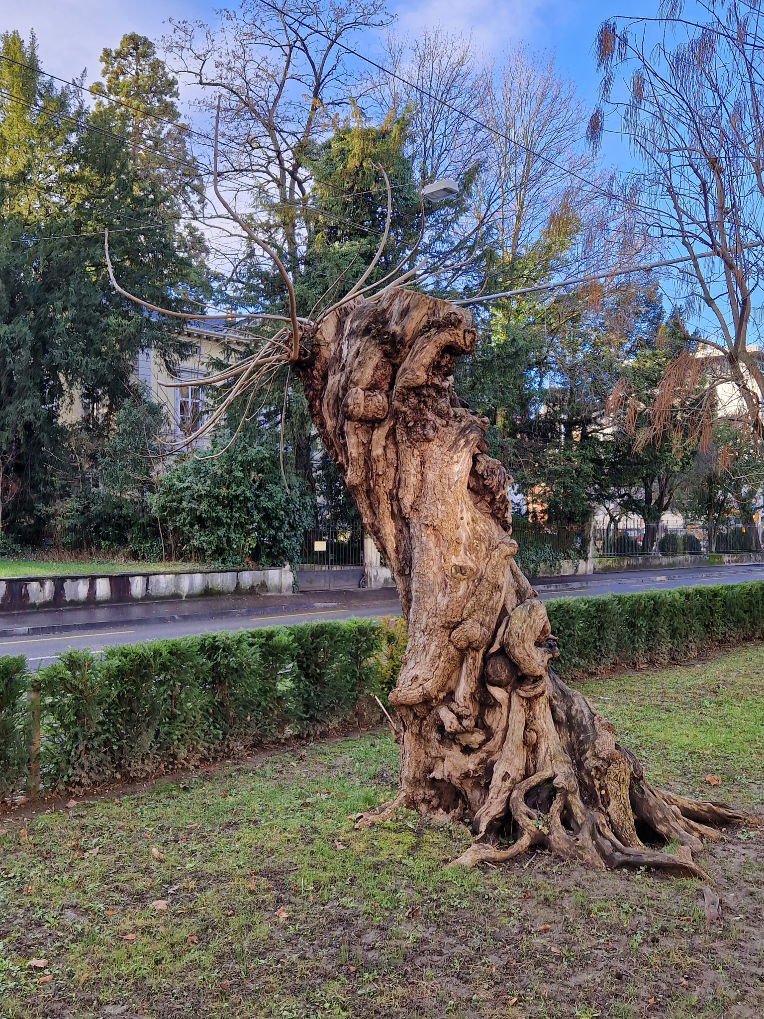 Eine Basler Merkwürdigkeit: Der alte Baum, der nicht ganz sterben ...