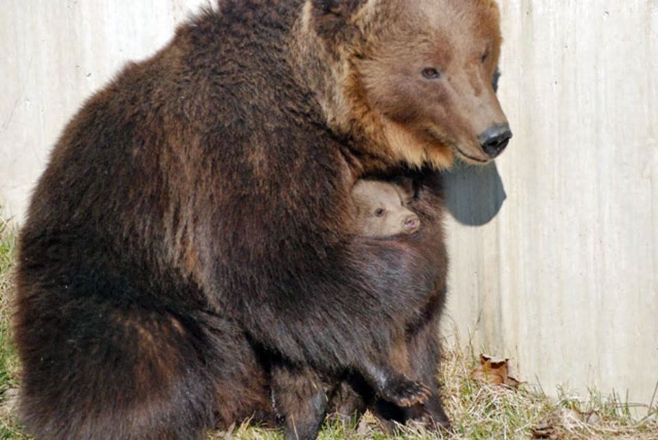 Die Berner Bärchen sind des Bündners Glück | Langenthaler Tagblatt