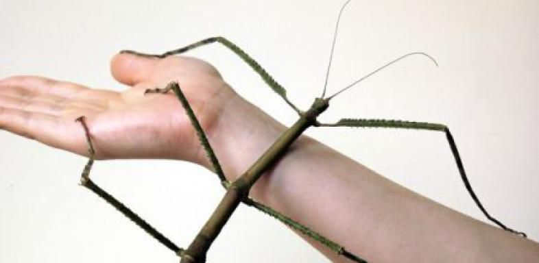 Nature – Le plus long insecte du monde découvert en Chine - L'essentiel