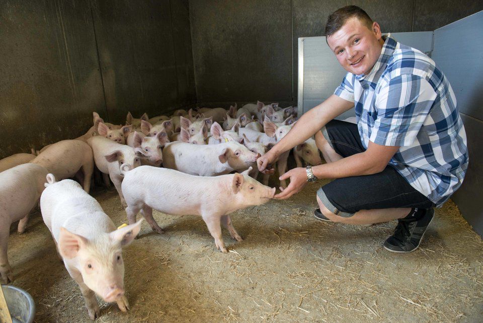 Les porcs broyards mangent déjà local | 24 heures