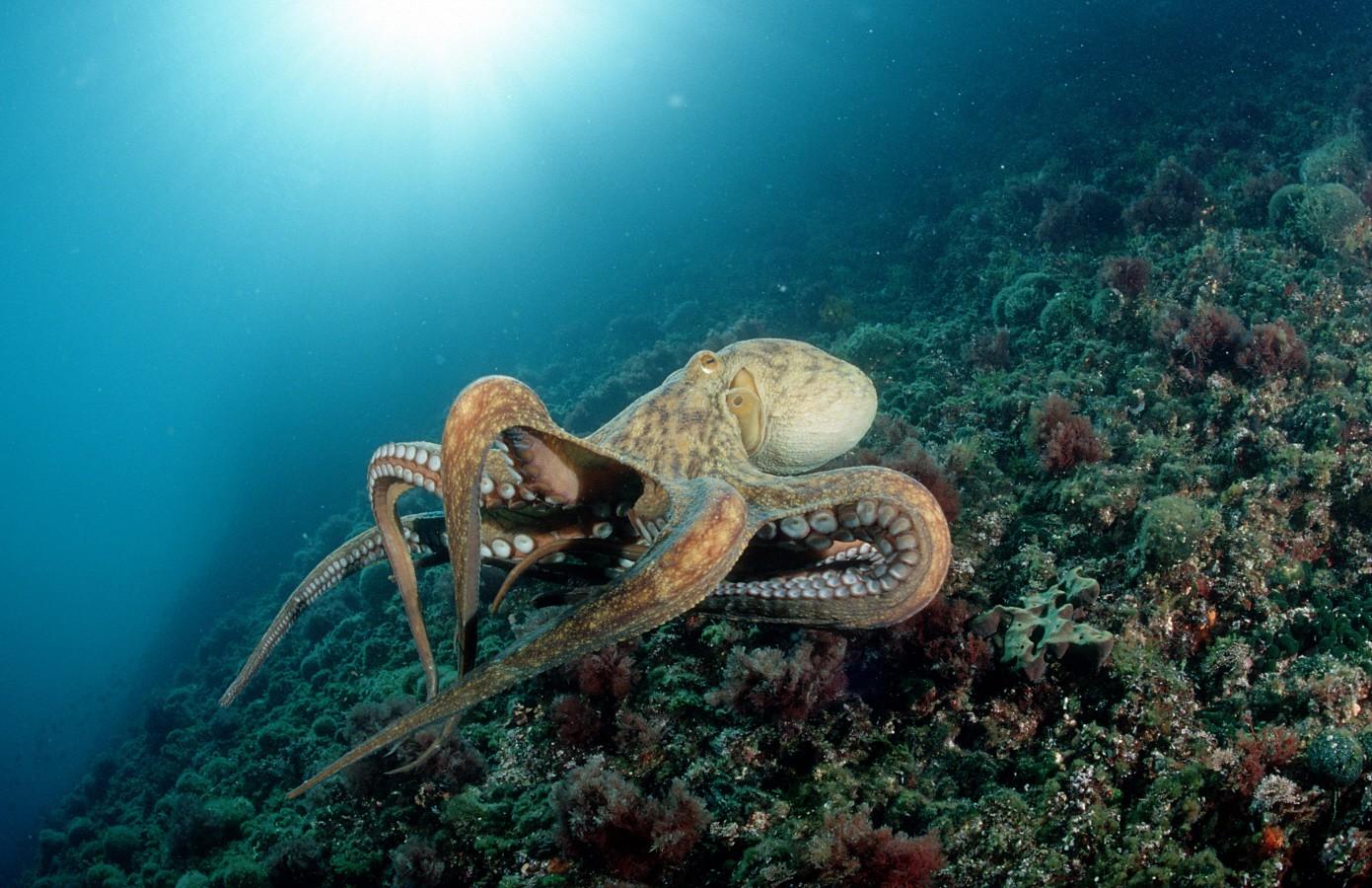 Fischer fangen 2000 statt 150 Tonnen – Rätselhafte Oktopus-Schwemme im ...