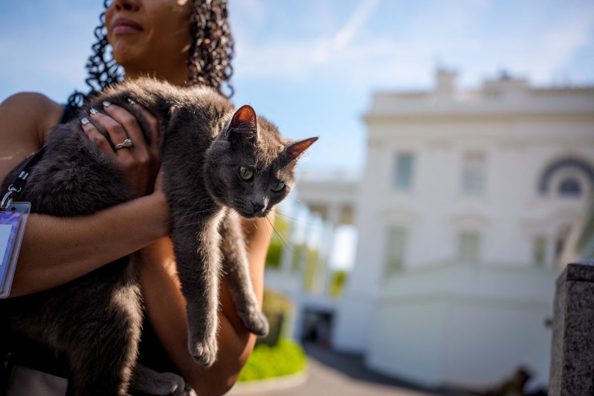 Katze auf Abwegen sorgt für Aufsehen im Weissen Haus | Tages-Anzeiger