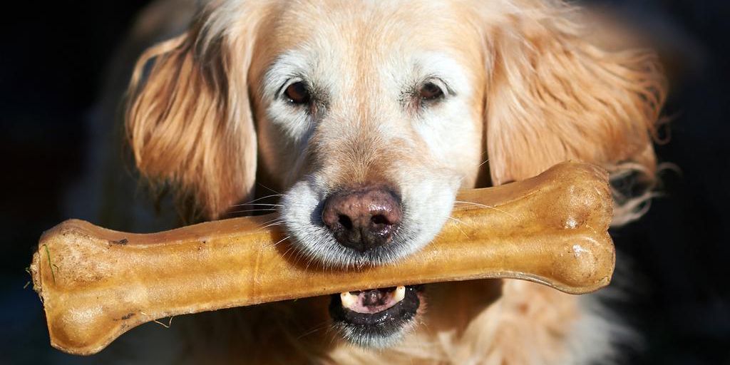 Suisse: des chiens atteints du «syndrome du loup-garou»