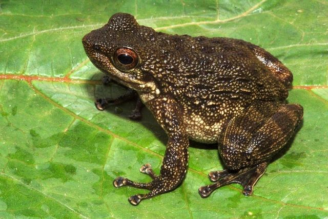 Un Genevois découvre un nouveau batracien | Tribune de Genève