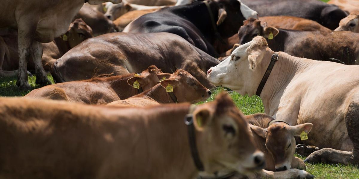 Klima und Landwirtschaft: Kuh ist besser als ihr Ruf | Tages-Anzeiger