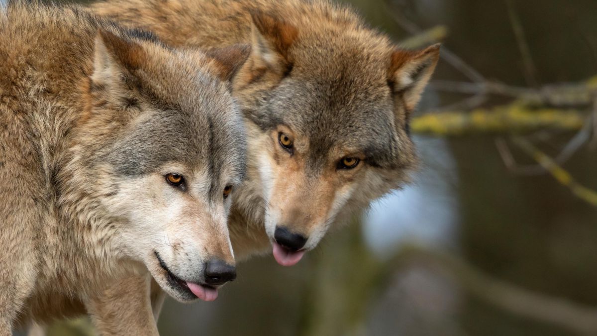 A parasite helps wolves become pack leaders – Archyde