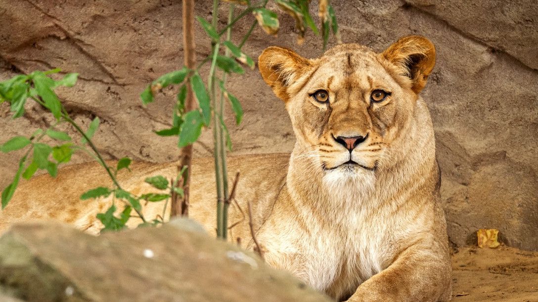 Une lionne d'un zoo tue ses lionceaux qui venaient d’être vaccinés - Le ...