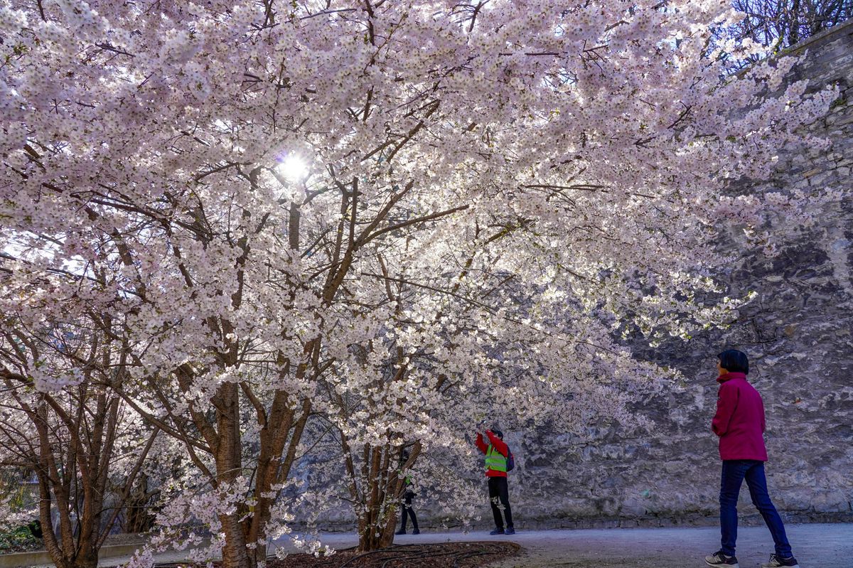 La procédure sur les arbres allégée au nom du «bon sens» | 24 heures