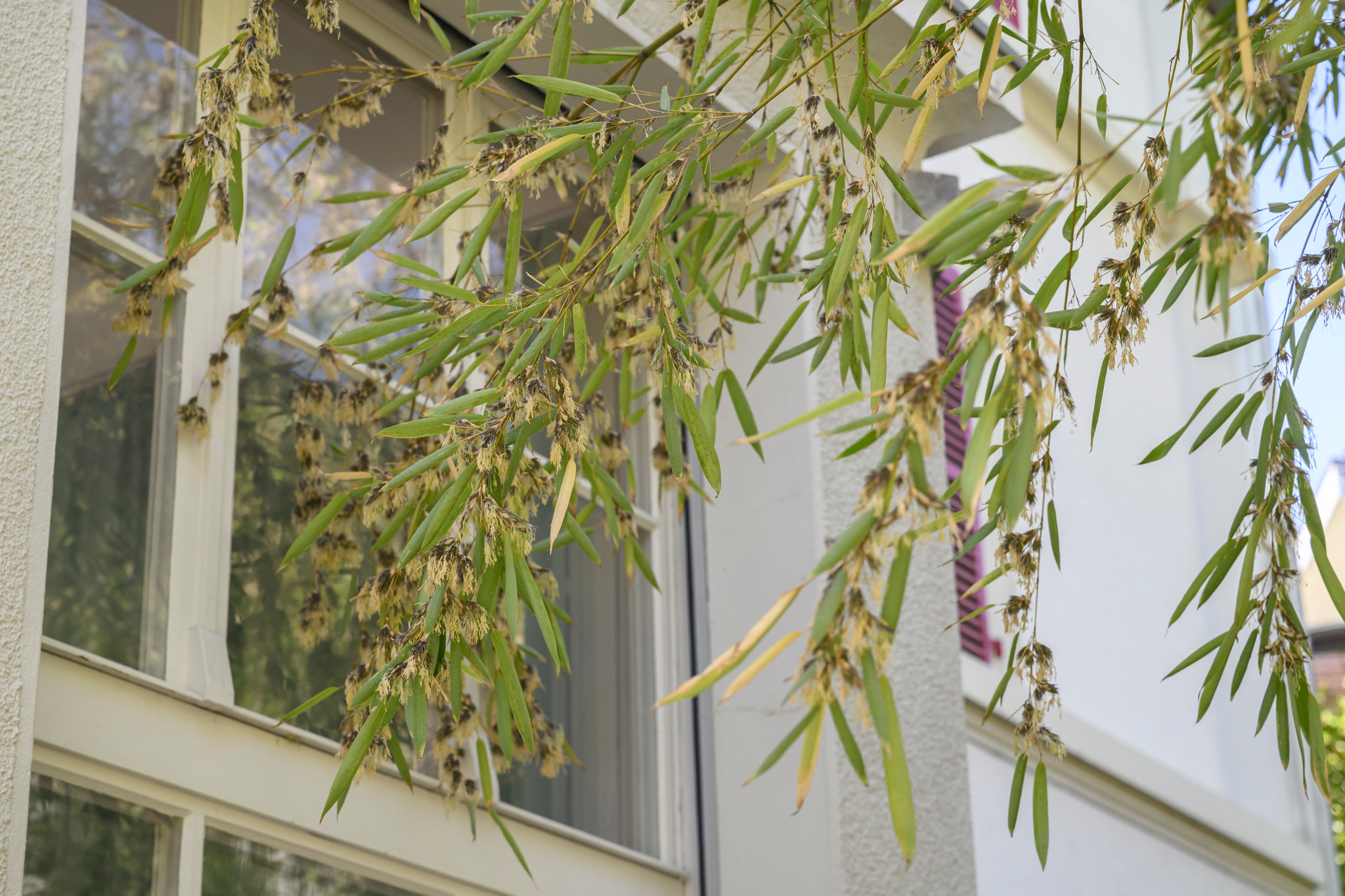Bambus in Bern: Seltene Blüte im Marziliquartier