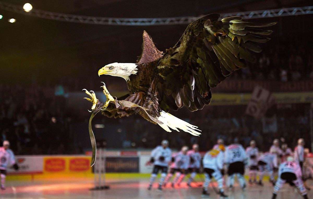 Le club n’a pas oublié sa mascotte – Ge/Servette se réjouit de ...