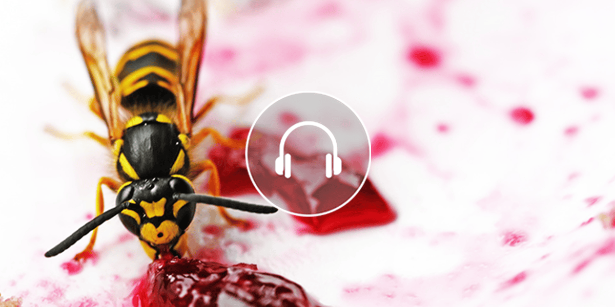 «Apropos» – der tägliche Podcast: Die Wespe, ein missverstandenes Insekt | Tages-Anzeiger