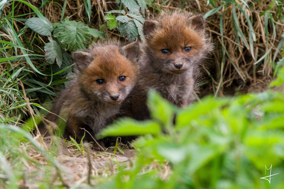Tiere am Euro-Airport: Mitarbeiter des Monats: Der Fuchs | Basler Zeitung