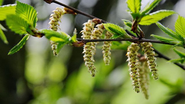 Pollens: Le frêne et le bouleau font souffrir les allergiques - Le Matin